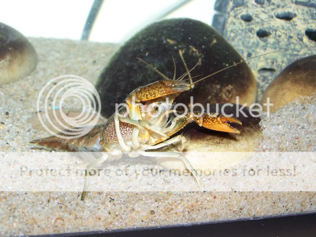 suggestions for a small piscivore | Cichlid Fish Forum