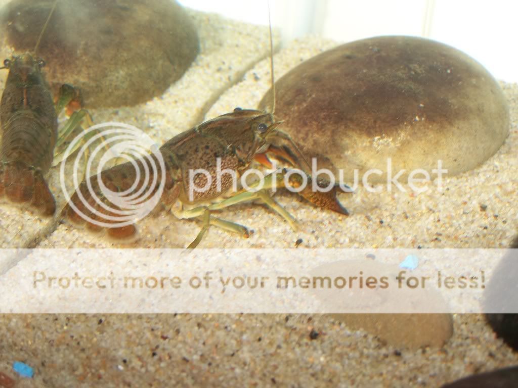 suggestions for a small piscivore | Cichlid Fish Forum